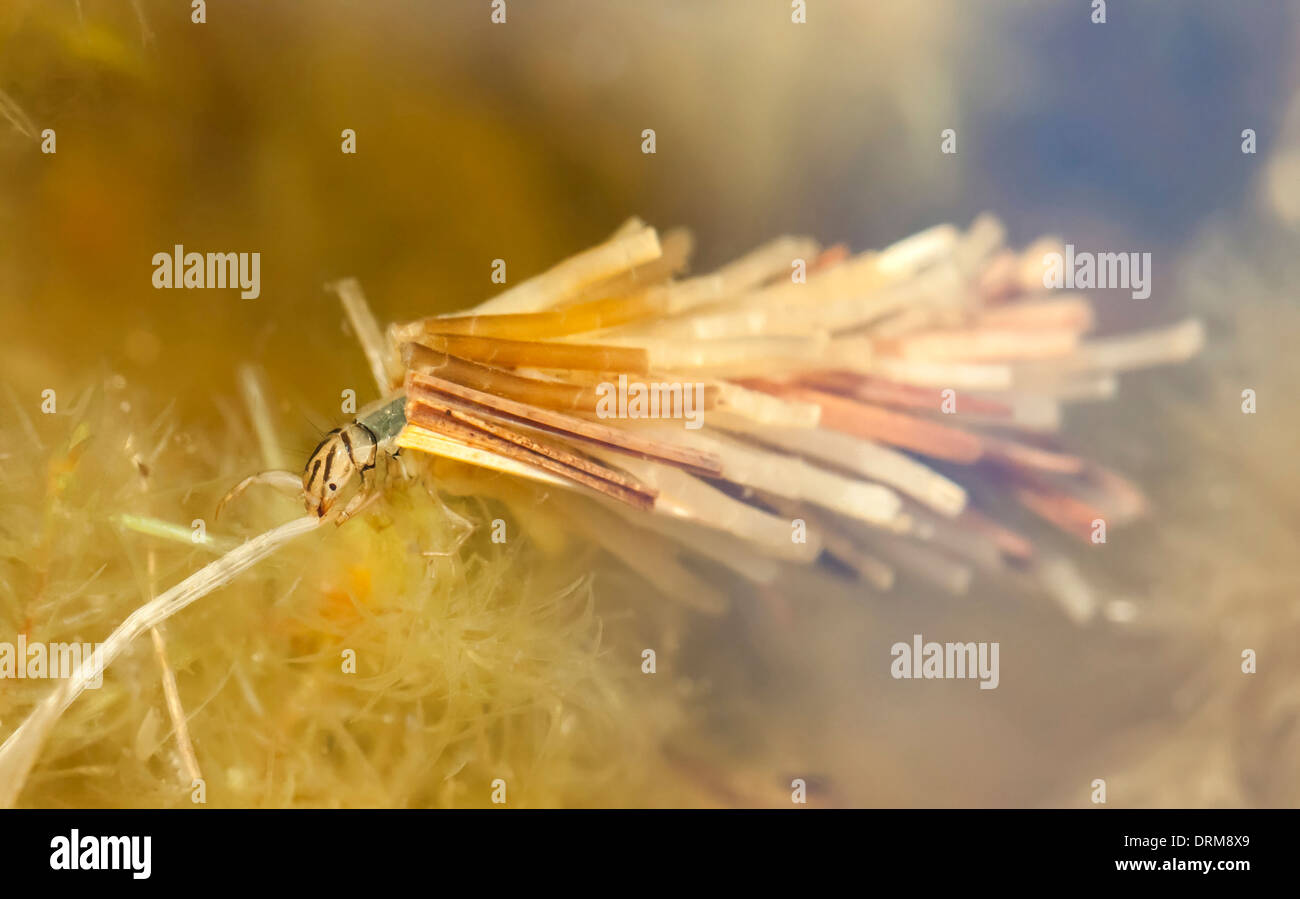 Larvae in water hi-res stock photography and images - Alamy
