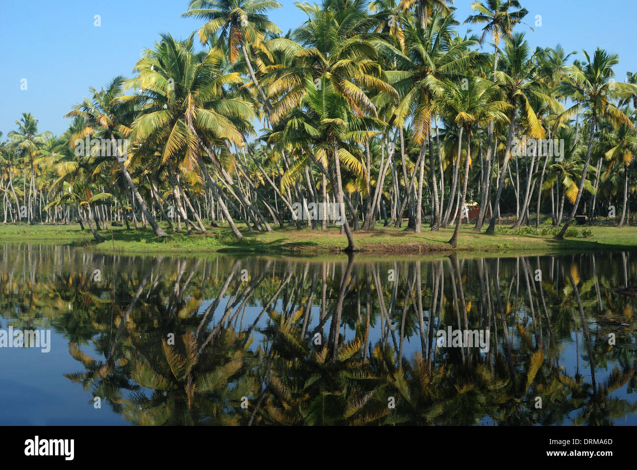 coconut landscape from kerala backwaters,kerala,india Stock Photo - Alamy