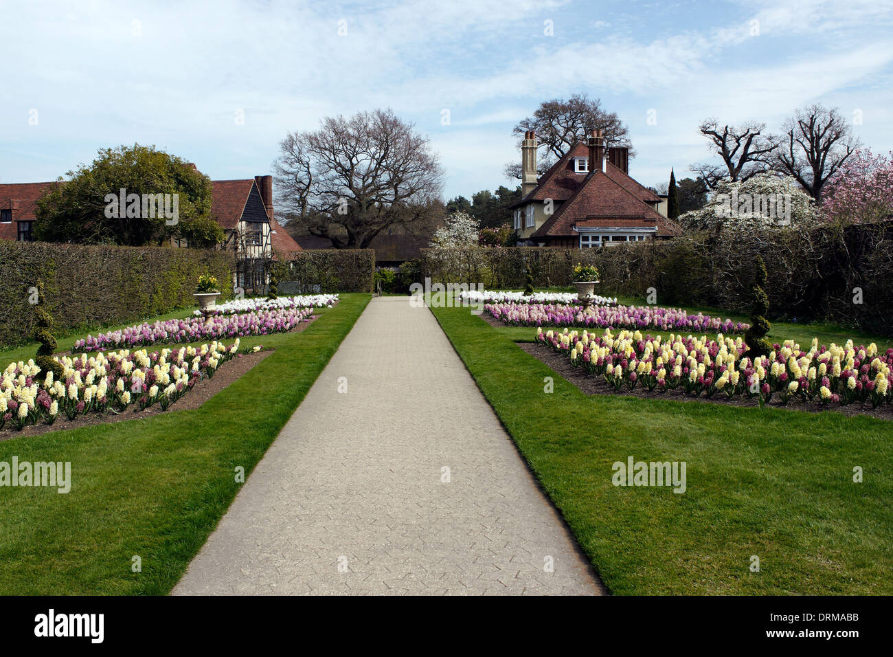 HYACINTHUS. HYACINTHS. SPRING DISPLAY AT RHS WISLEY Stock Photo - Alamy
