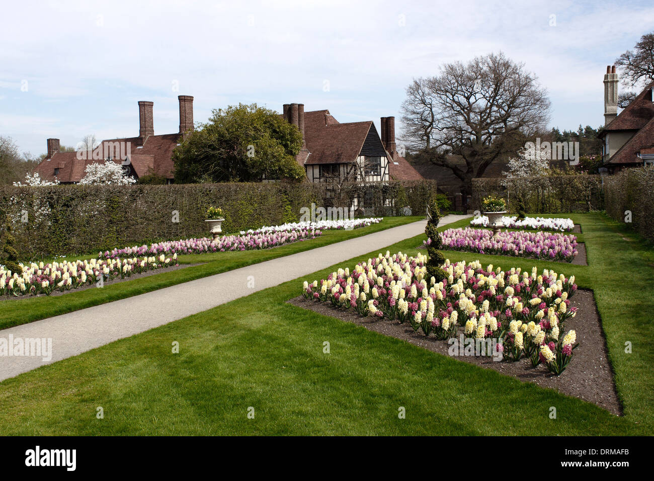 HYACINTHUS. HYACINTHS. SPRING DISPLAY AT RHS WISLEY Stock Photo - Alamy