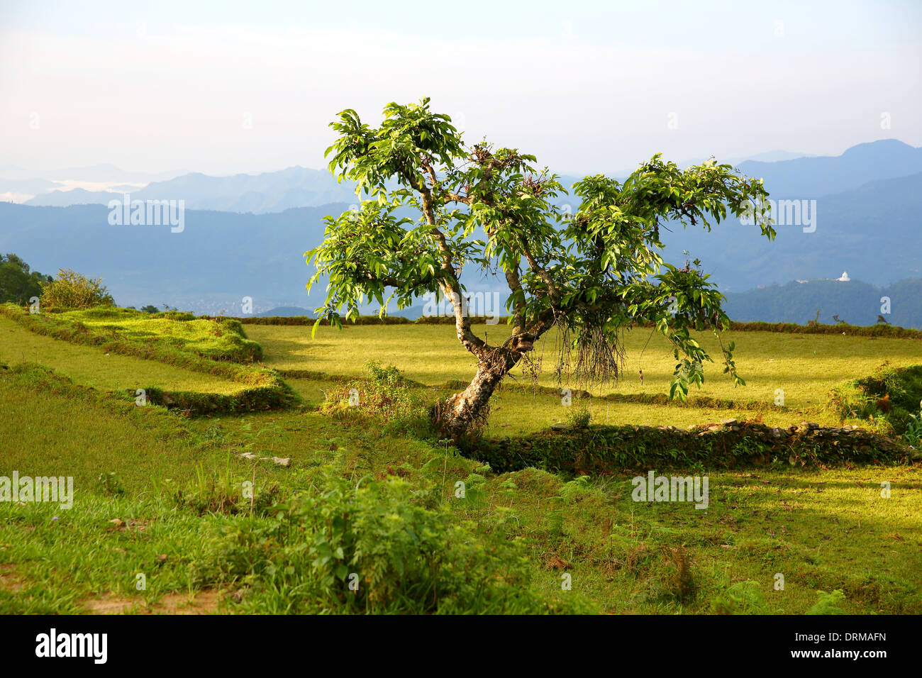 Lonely tree at himalayas mountains Stock Photo - Alamy