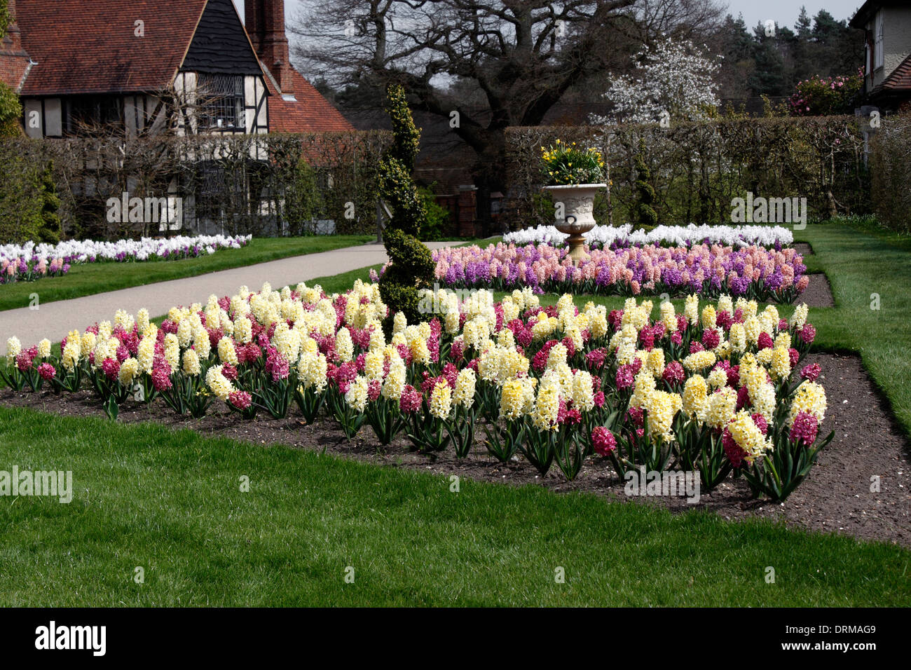 HYACINTHUS. HYACINTHS. SPRING DISPLAY AT RHS WISLEY Stock Photo - Alamy