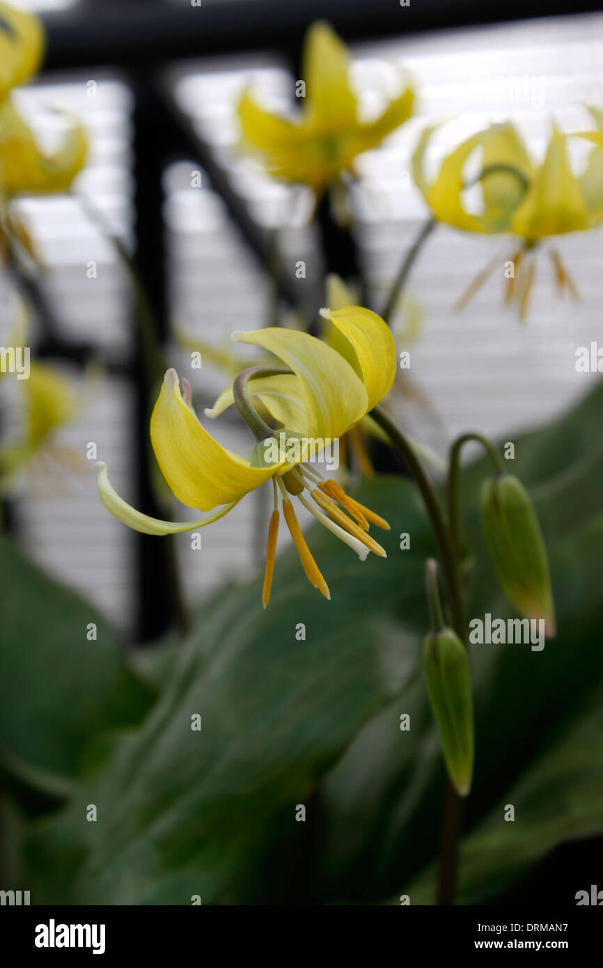 ERYTHRONIUM PAGODA. DOG'S TOOTH VIOLET. TROUT LILY Stock Photo - Alamy
