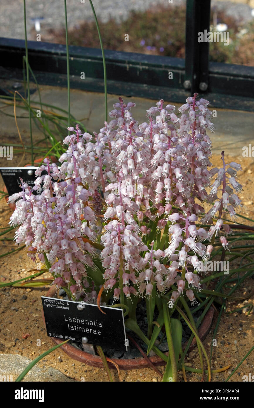 LACHENALIA LATIMERAE. CAPE COWSLIP. ALPINE PLANT Stock Photo - Alamy