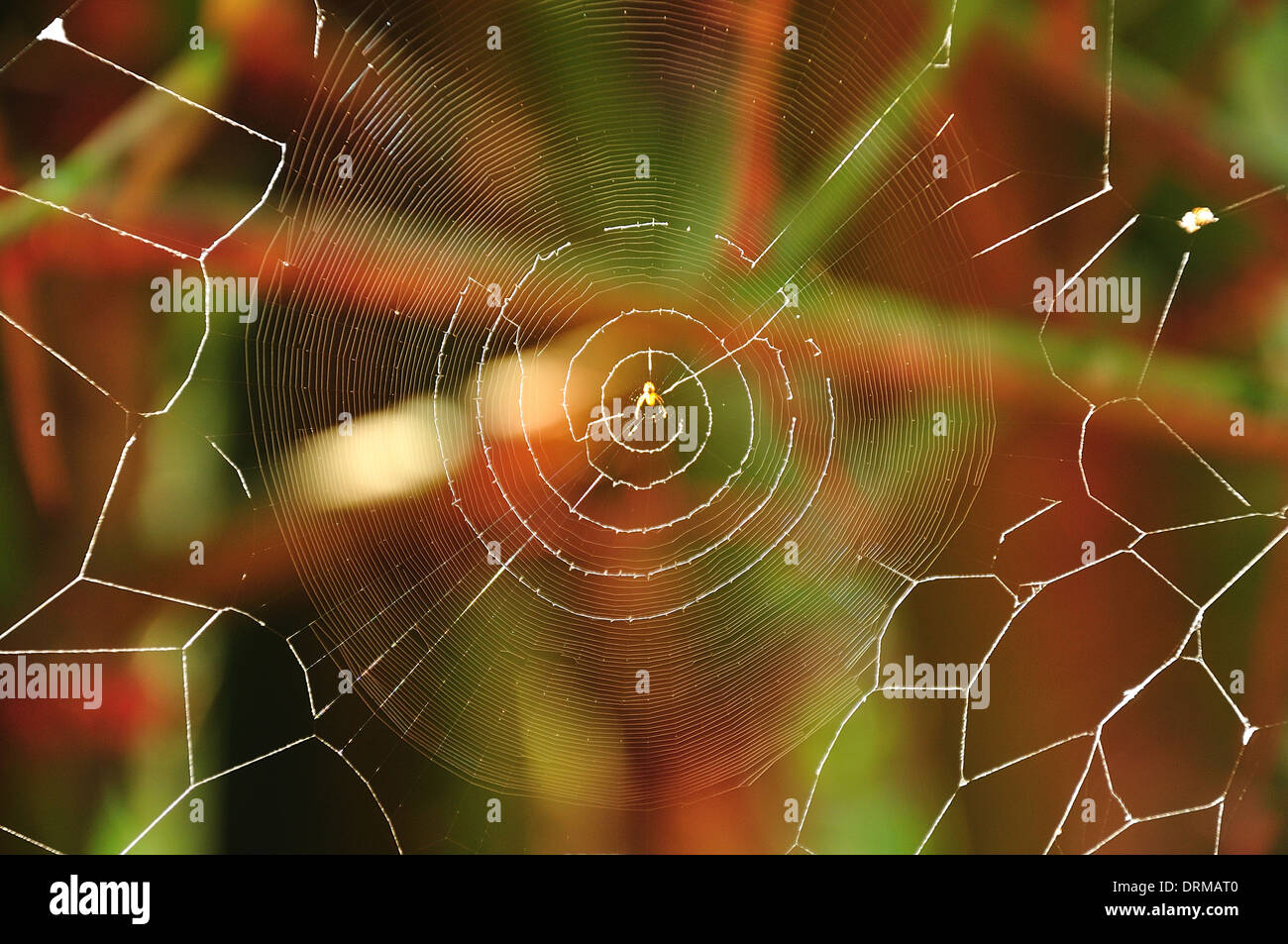 Spider web hi-res stock photography and images - Alamy