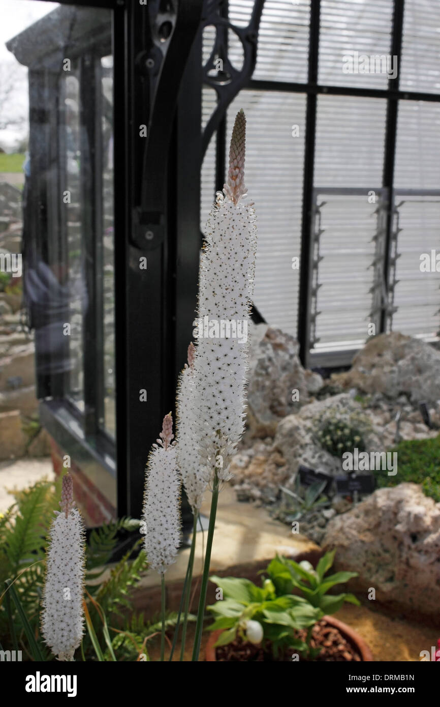BULBINELLA GRAMINIFOLIA GROWING IN AN ALPINE HOUSE Stock Photo - Alamy