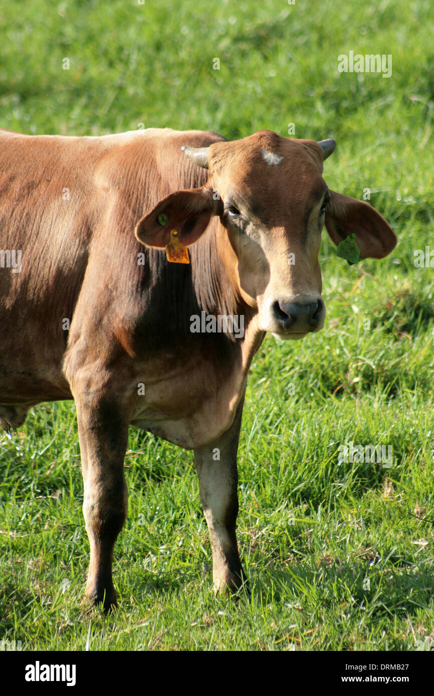 Tame the bull hi-res stock photography and images - Alamy