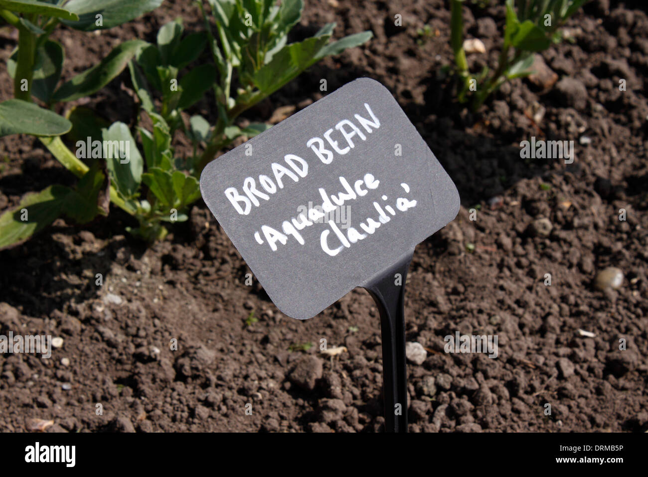 HAND WRITTEN PLANT LABEL Stock Photo - Alamy