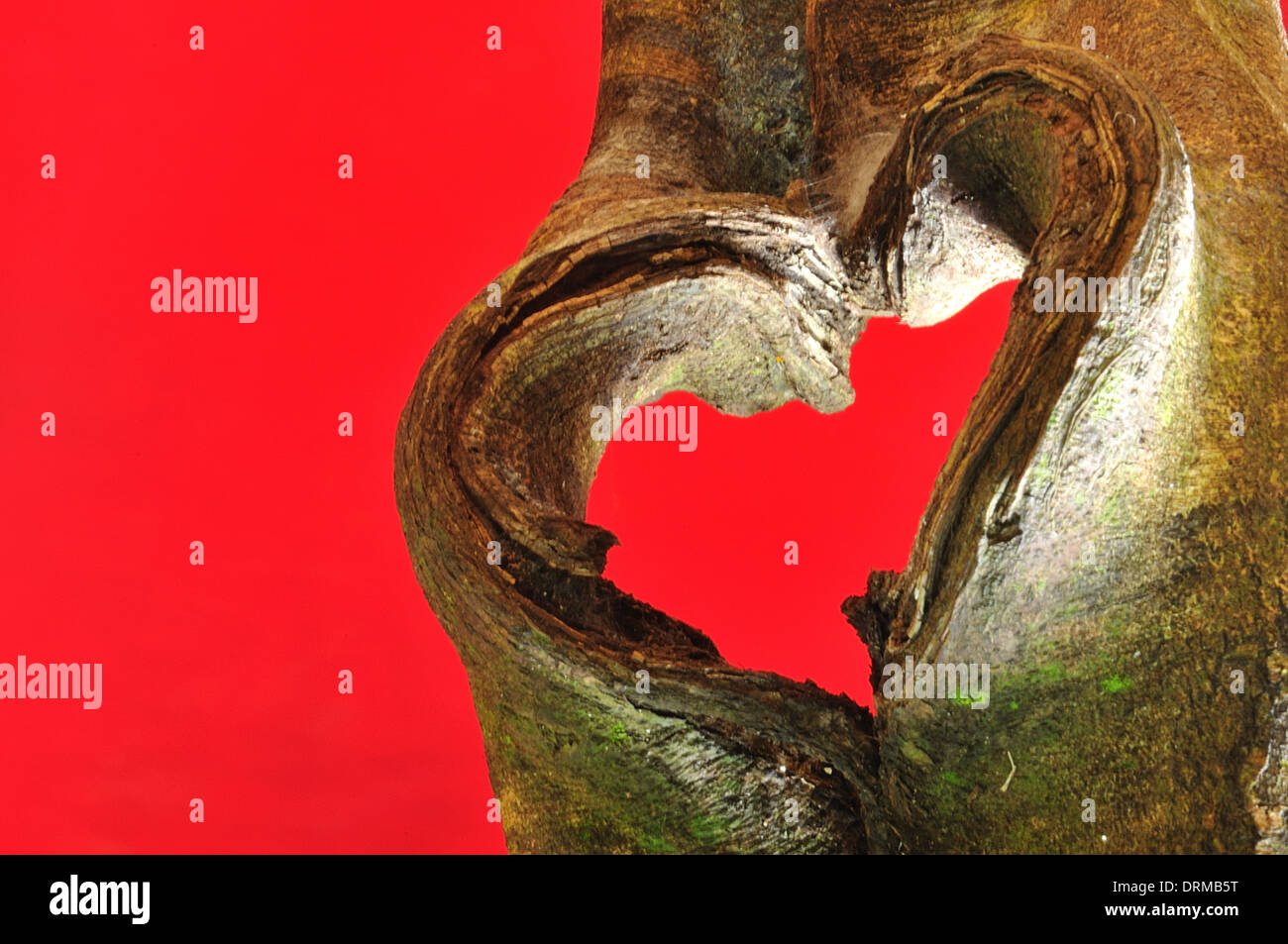 Tree in heart shape Stock Photo - Alamy