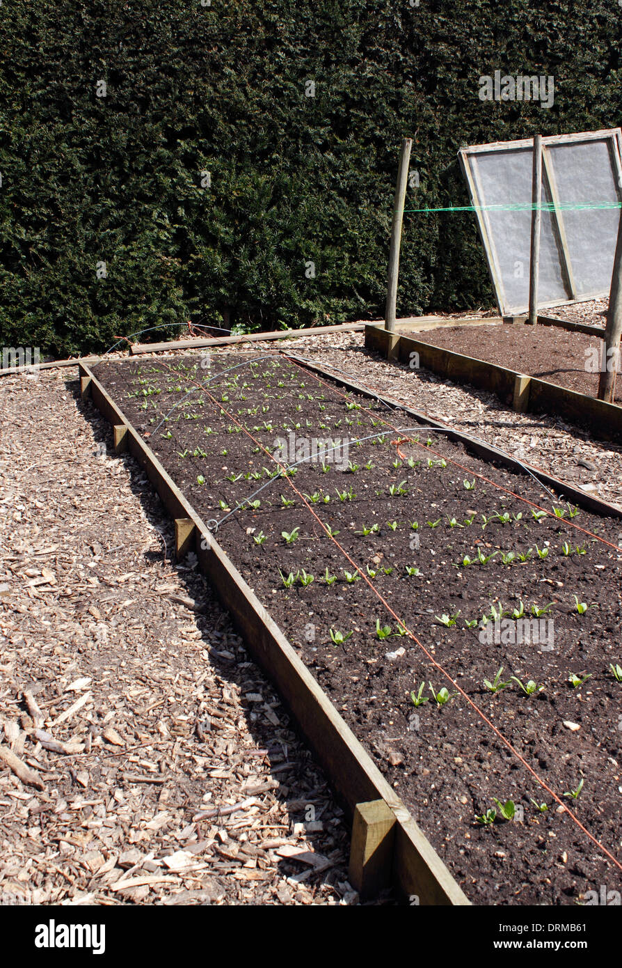 Seedbed plants hi-res stock photography and images - Alamy