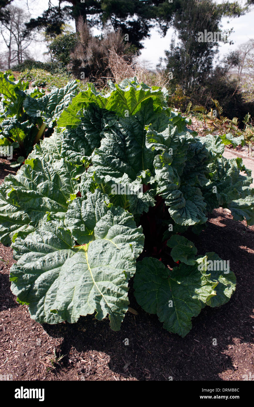 Growing spring veg garden hi-res stock photography and images - Alamy