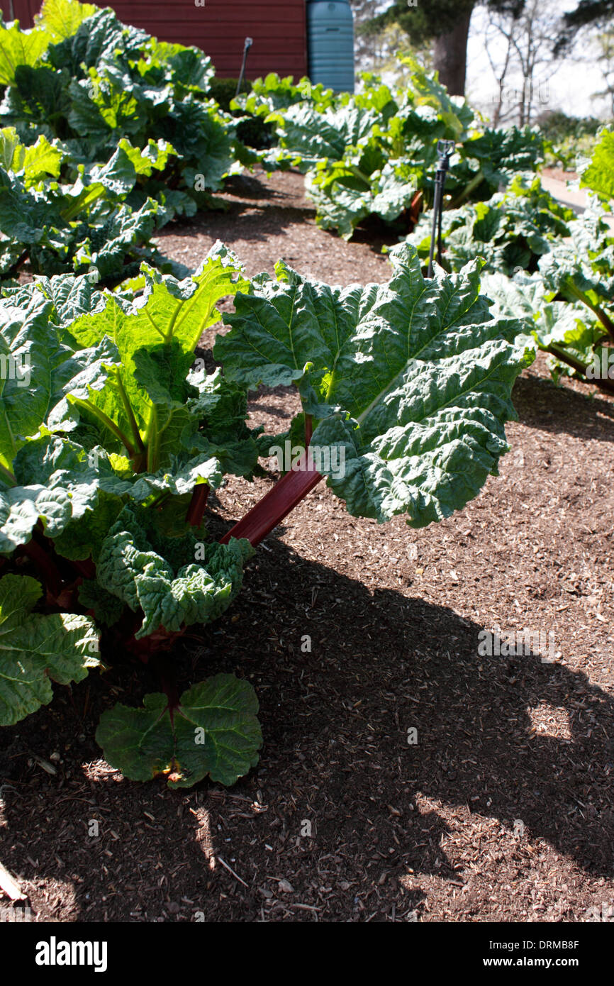 RHEUM. RHUBARB CROWNS IN A KITCHEN GARDEN EARLY SPRING Stock Photo - Alamy