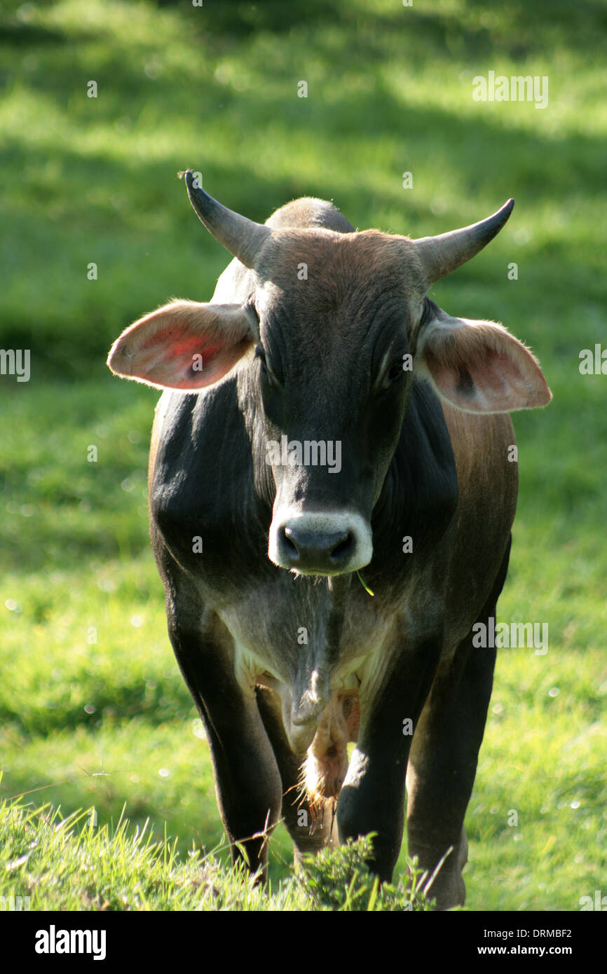 A bull standing in a farmers pasture in Cotacachi, Ecuador Stock Photo ...