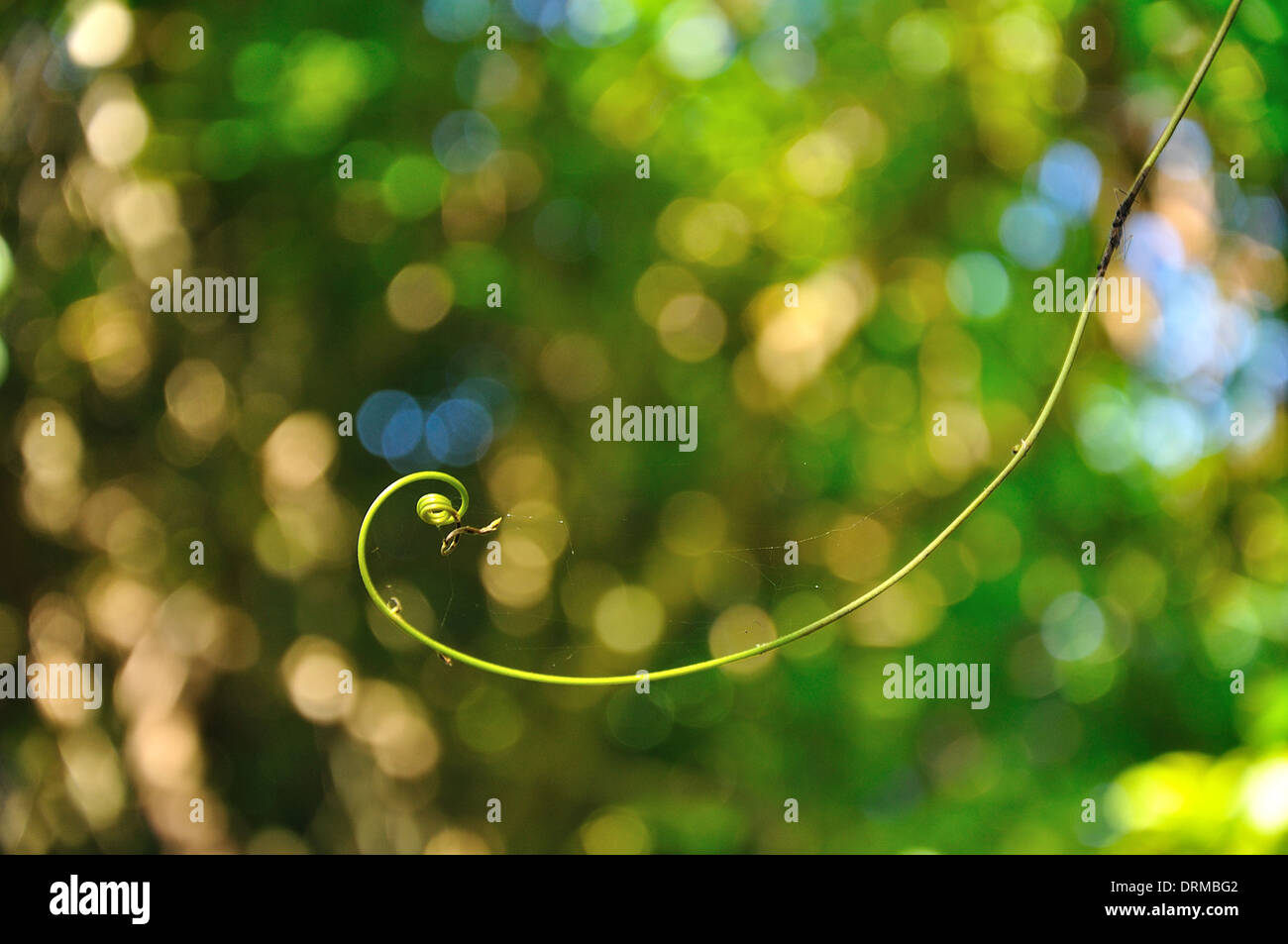 Vine on green background Stock Photo - Alamy