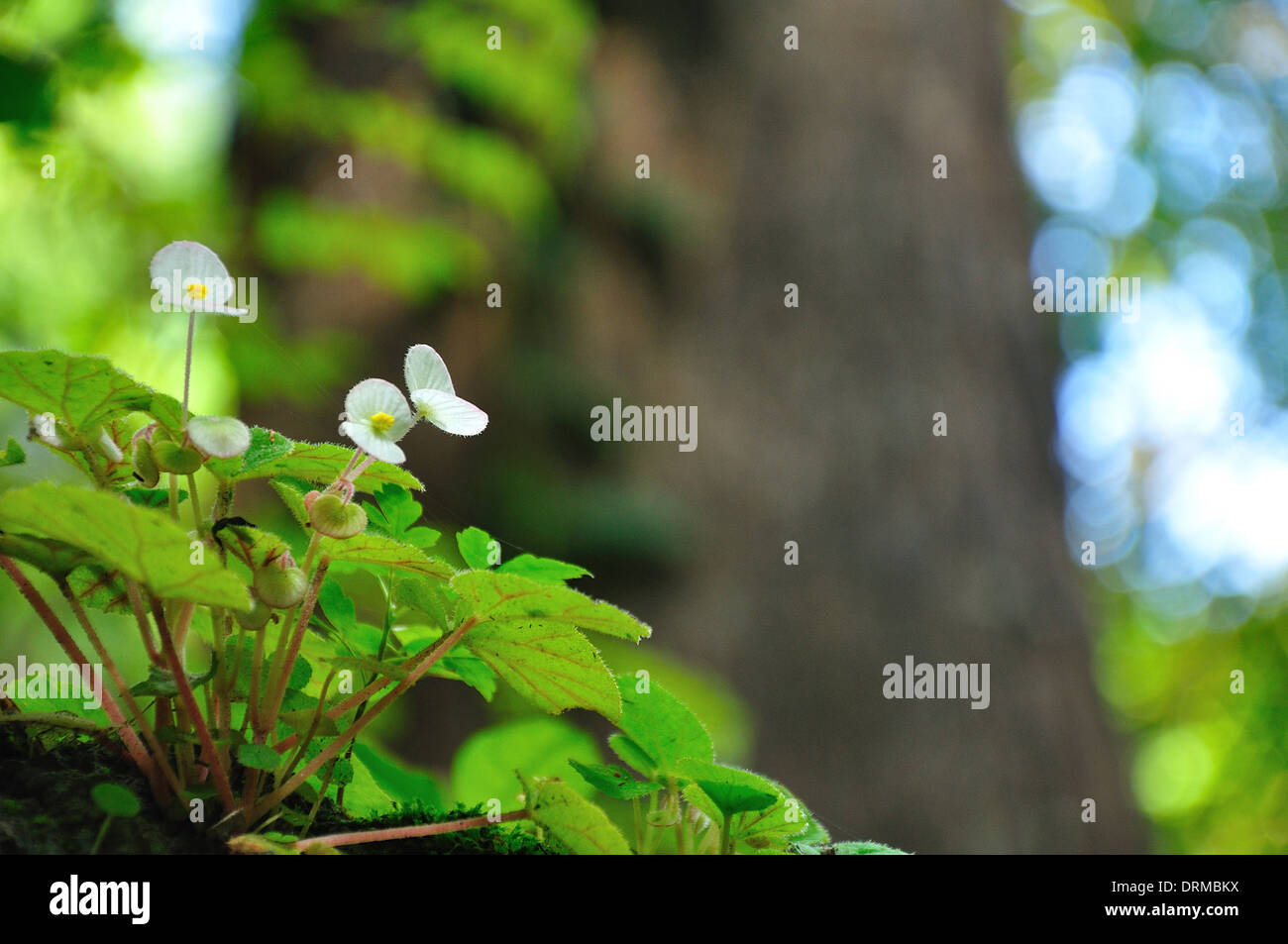 White flower in forest Stock Photo - Alamy