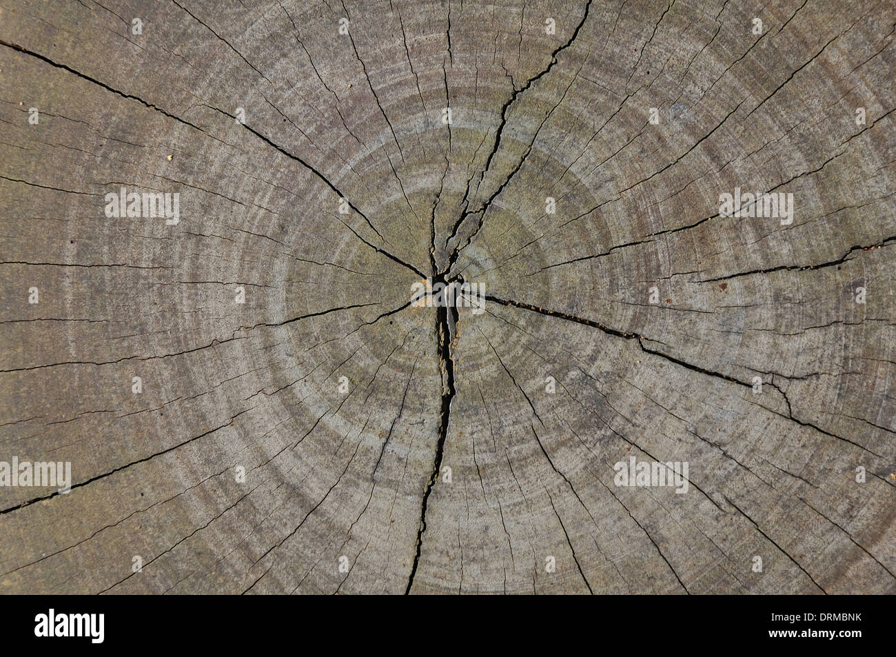 Wood cut texture Stock Photo - Alamy