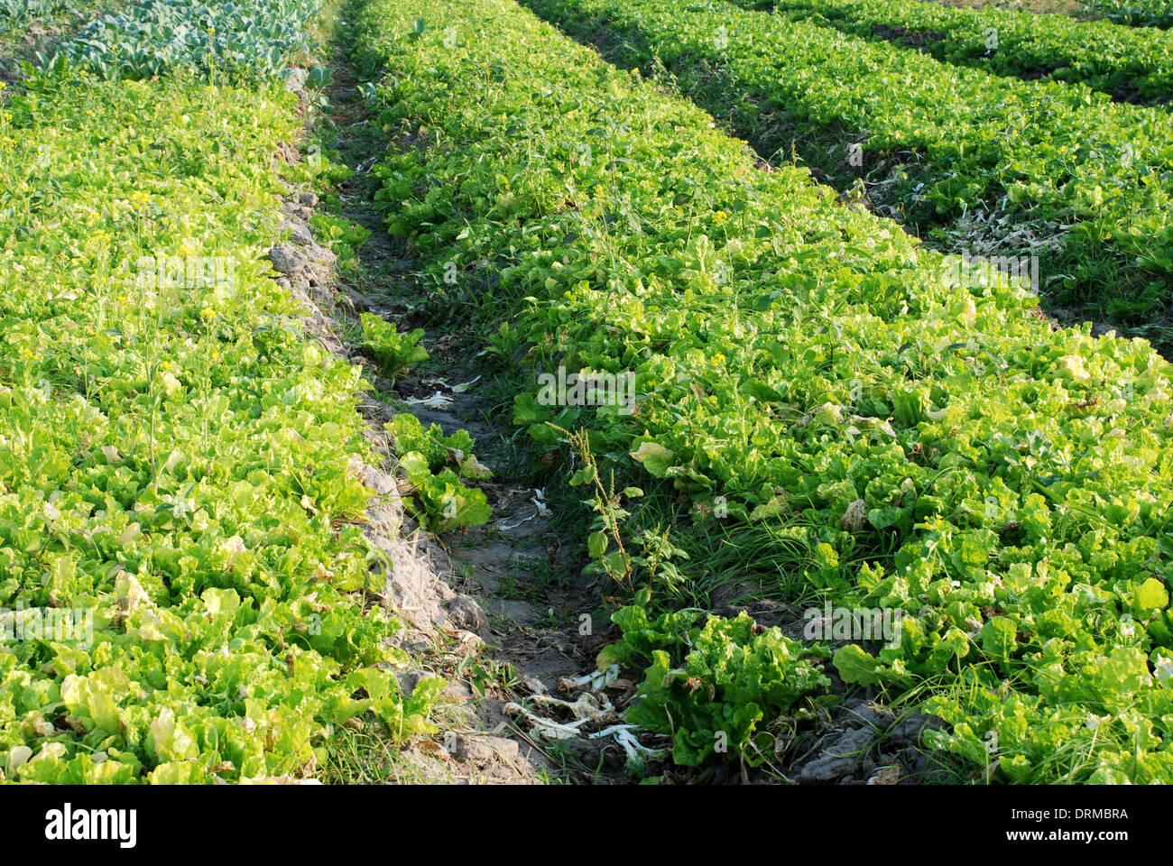 Red color mustard leaf hi-res stock photography and images - Alamy