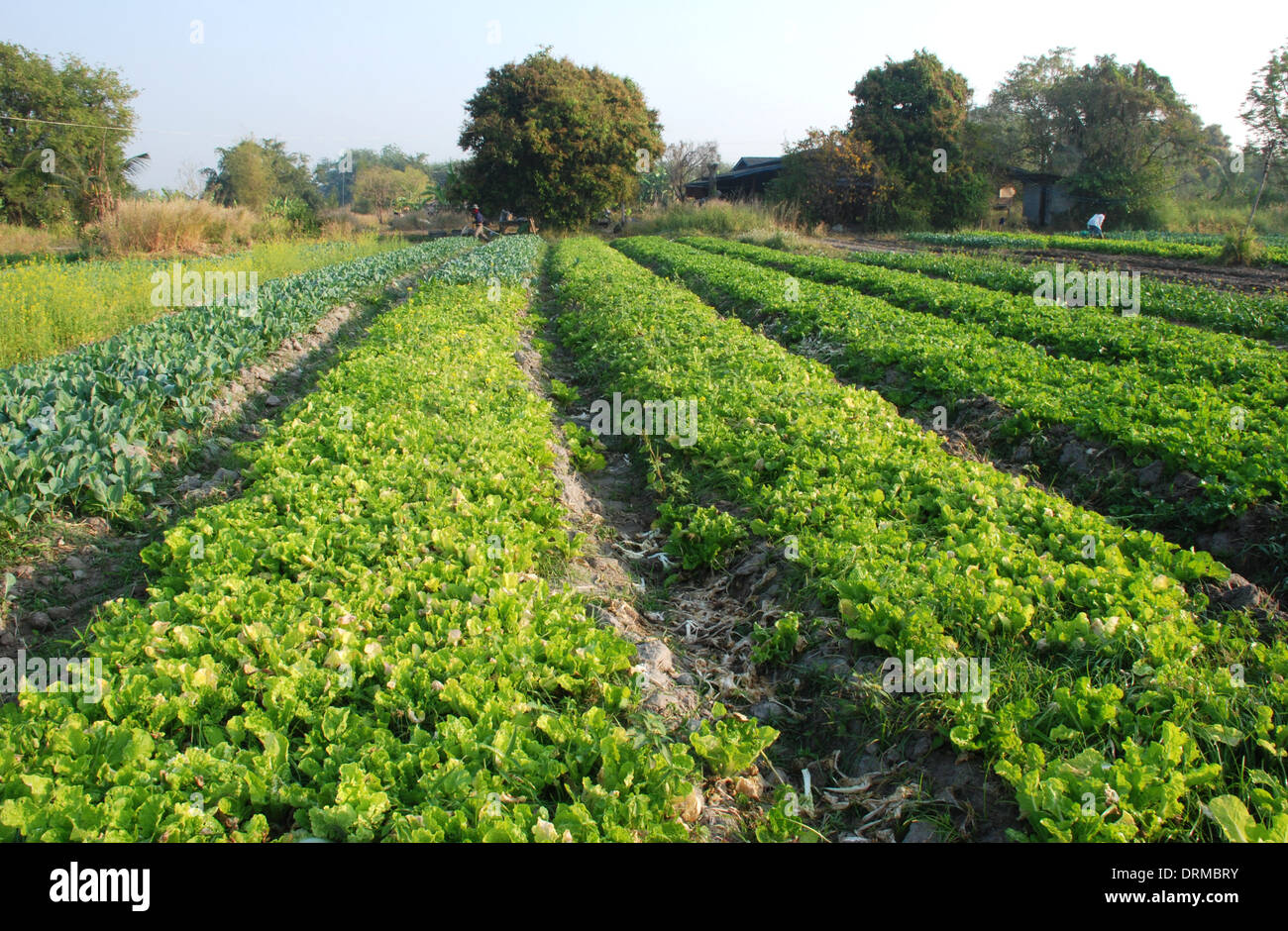 Red color mustard leaf hi-res stock photography and images - Alamy