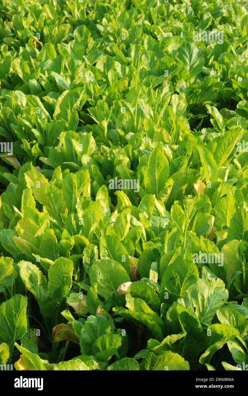 Portrait format vegetable image hi-res stock photography and images - Alamy