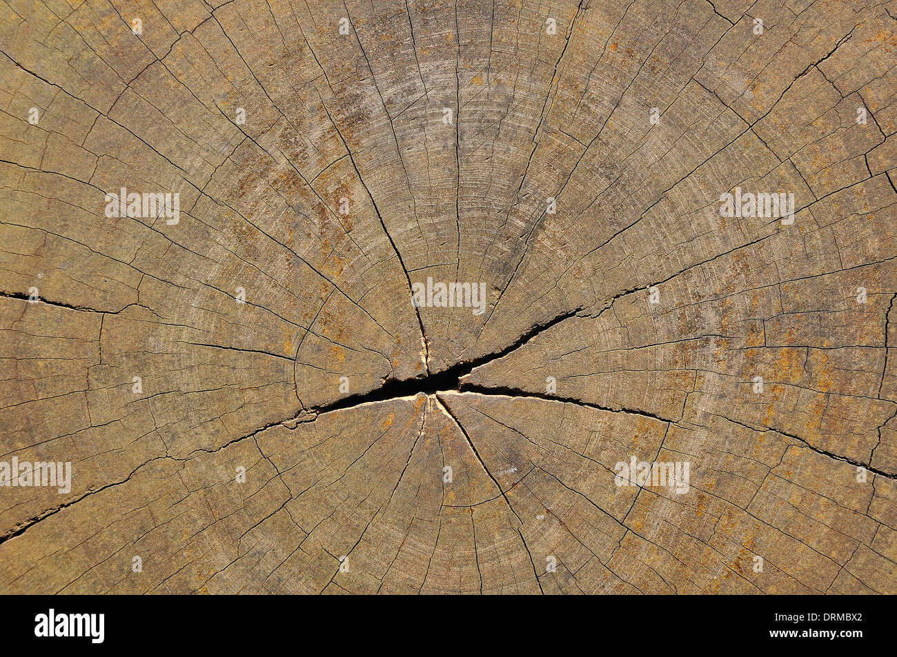 Wood cut texture Stock Photo - Alamy