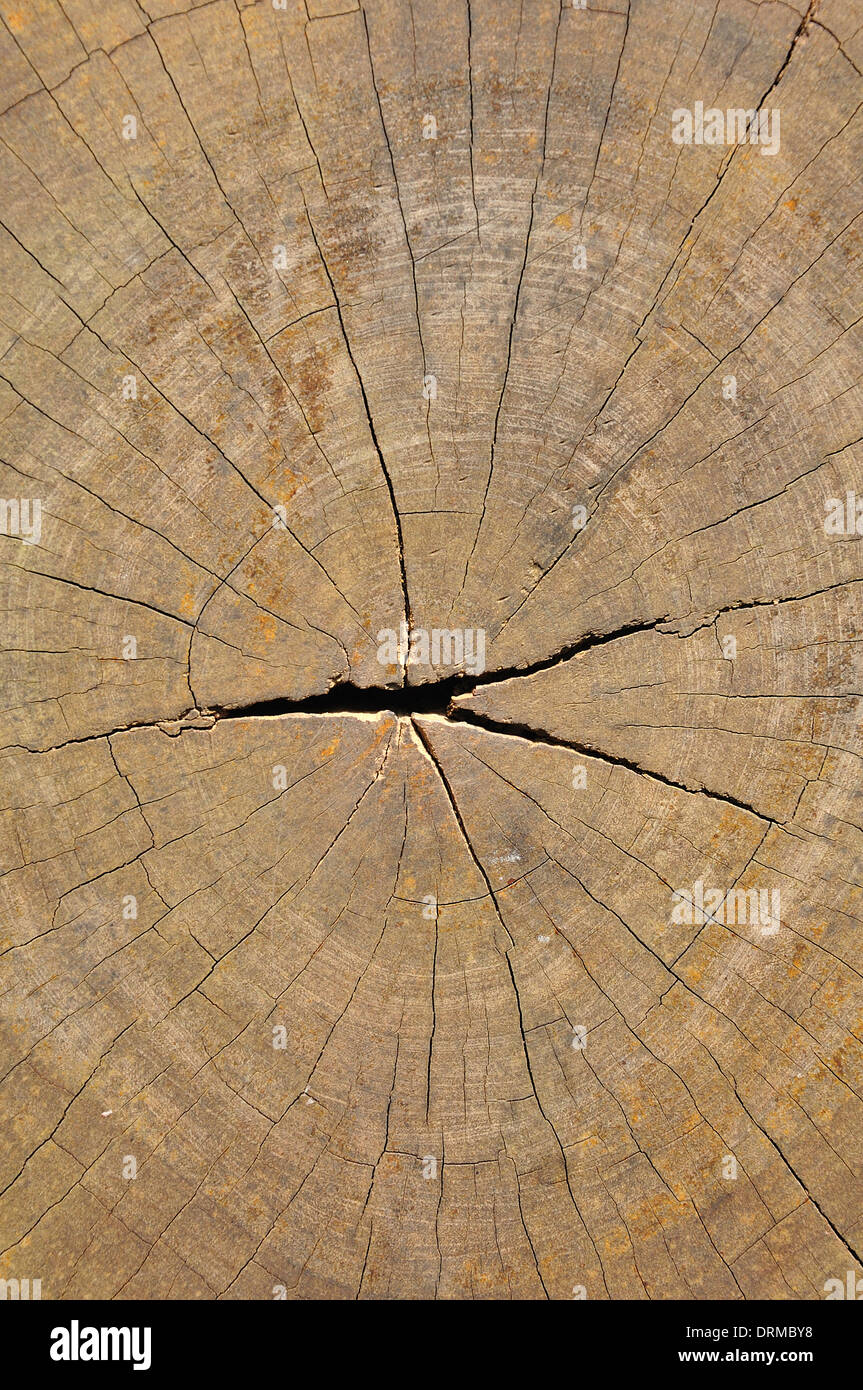 Wood cut texture Stock Photo - Alamy