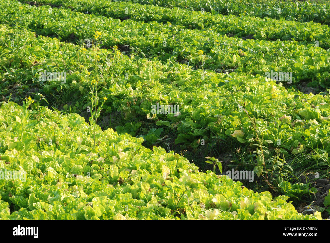Red color mustard leaf hi-res stock photography and images - Alamy