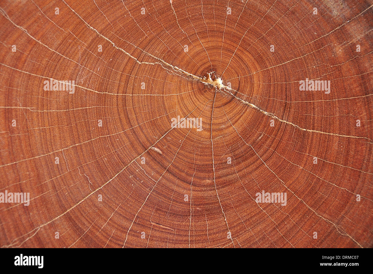 Wood cut texture Stock Photo - Alamy