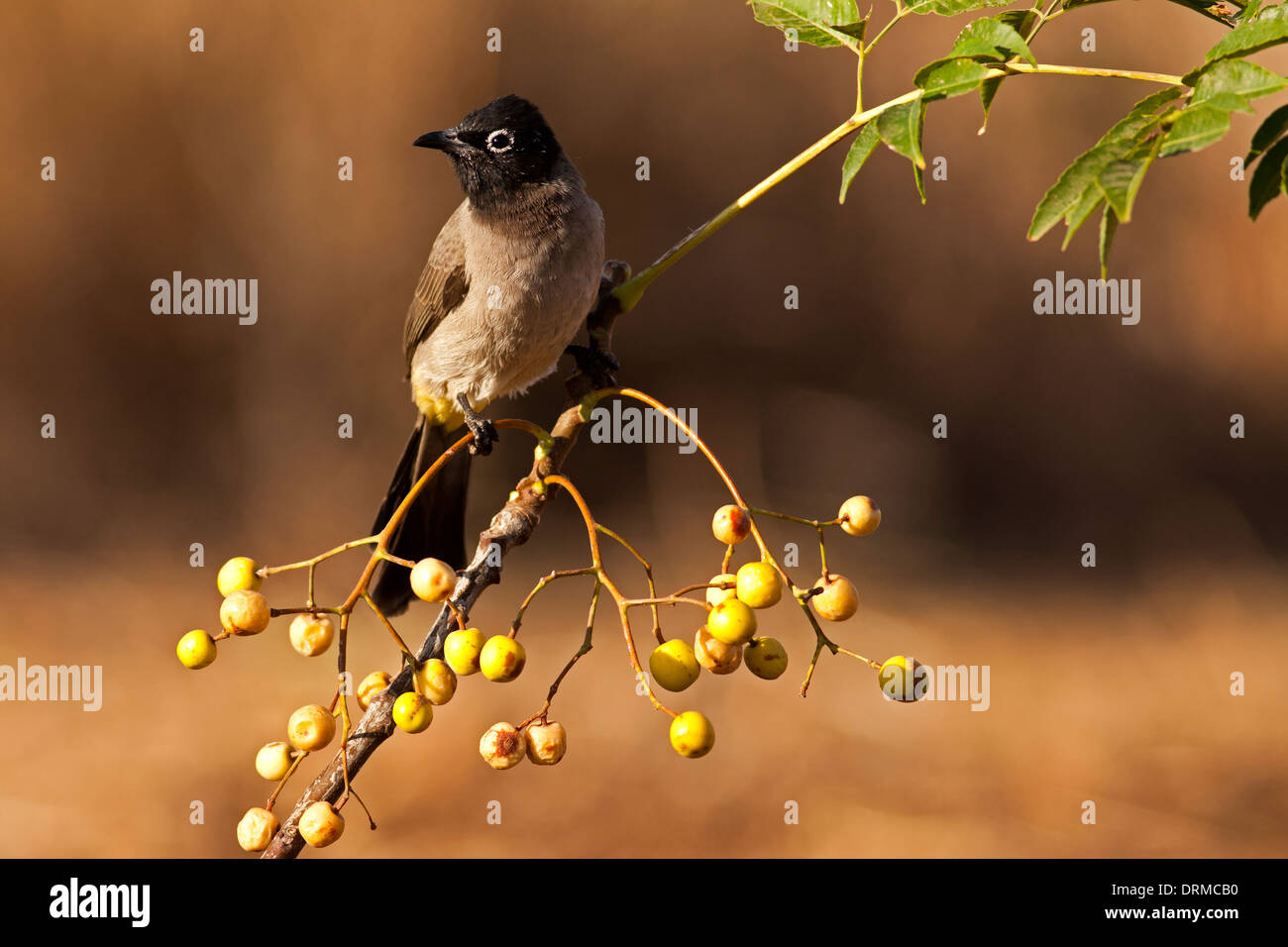 Pycnonotus xanthopygos, Yellow-vented Bulbul AKA White-Spectacled ...