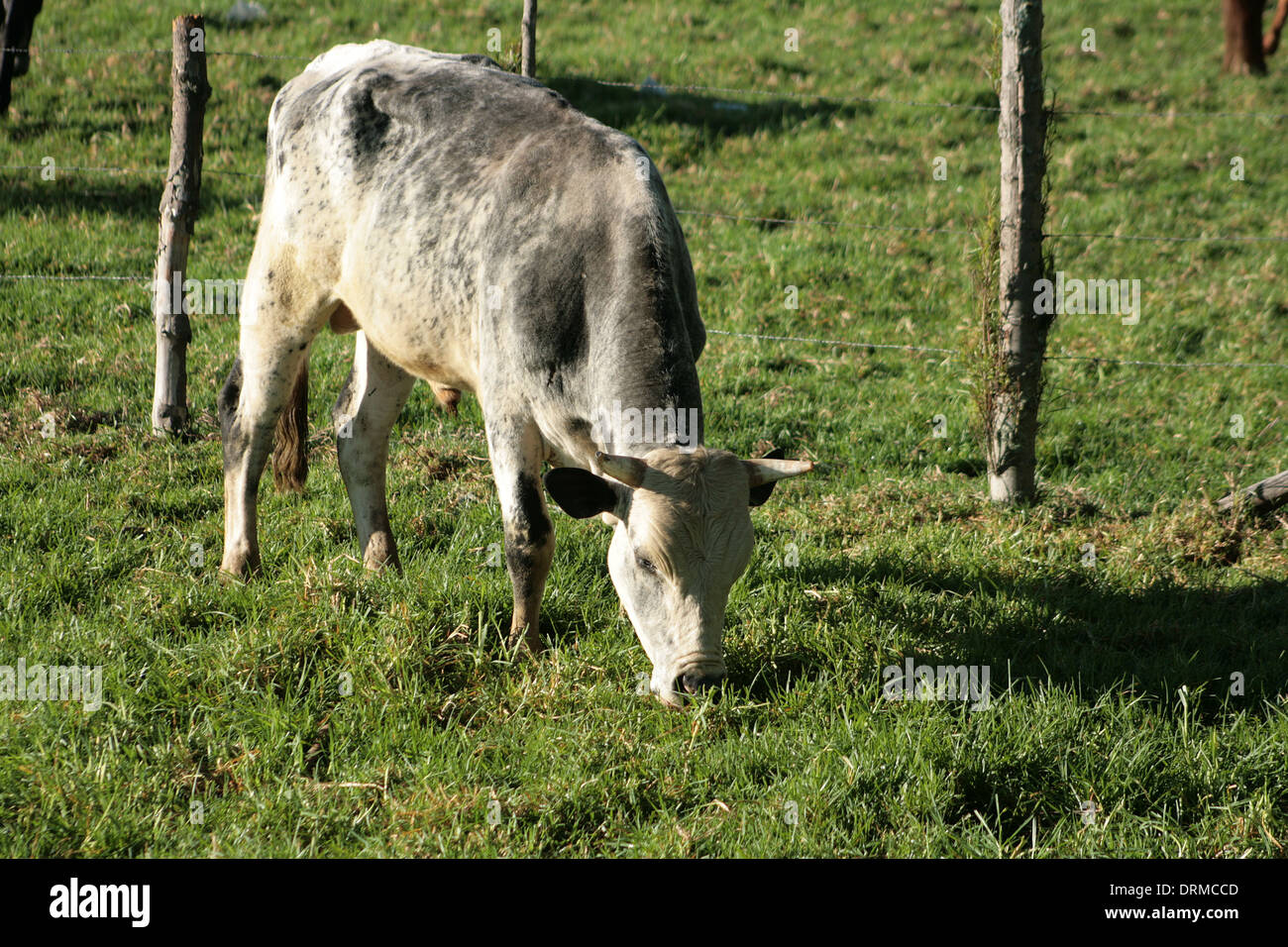 A bull standing in a farmers pasture in Cotacachi, Ecuador Stock Photo ...