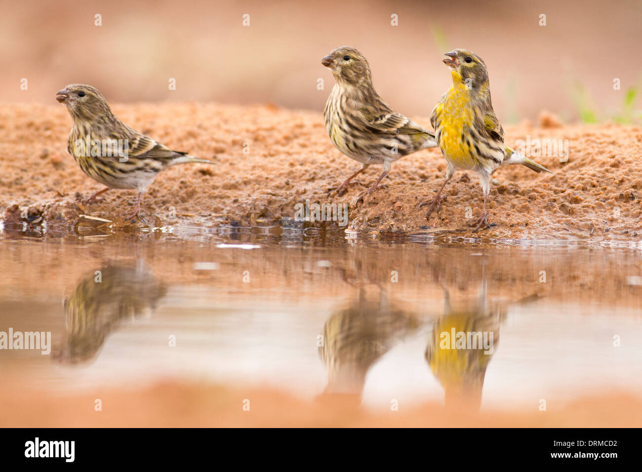 Serin finch hi-res stock photography and images - Alamy