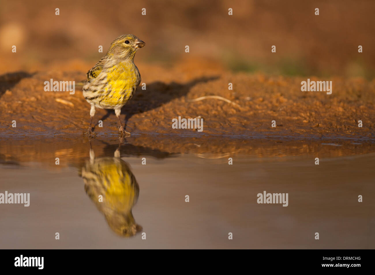 European serin (Serinus serinus Stock Photo - Alamy