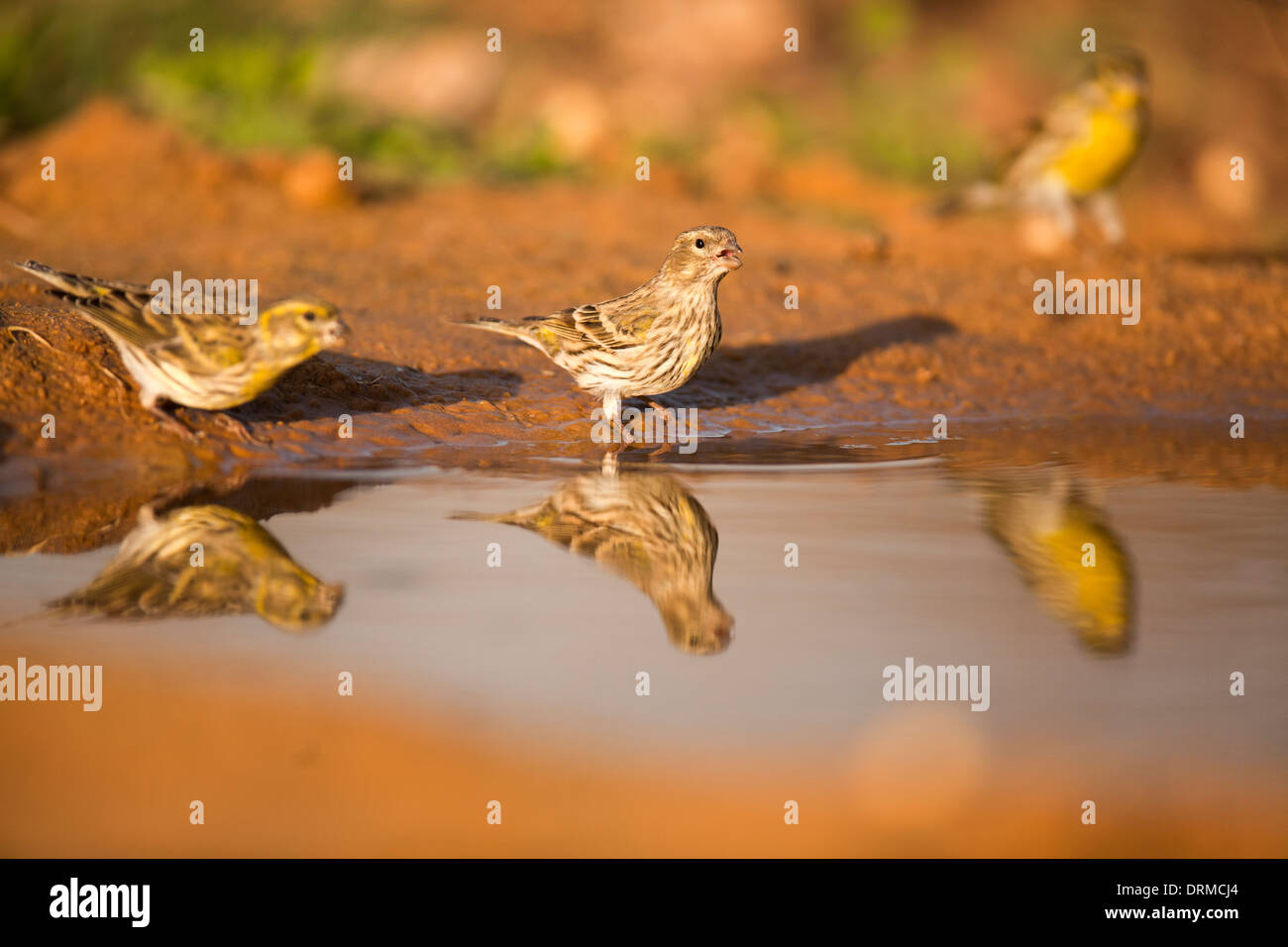 Serin finch hi-res stock photography and images - Alamy