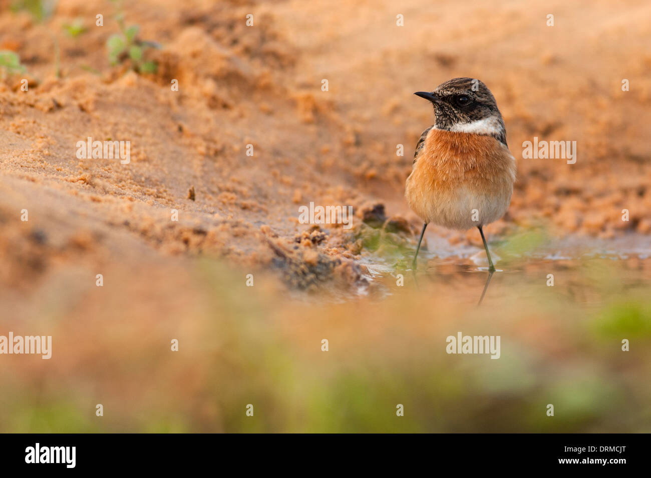 Eastern stonechat hi-res stock photography and images - Alamy