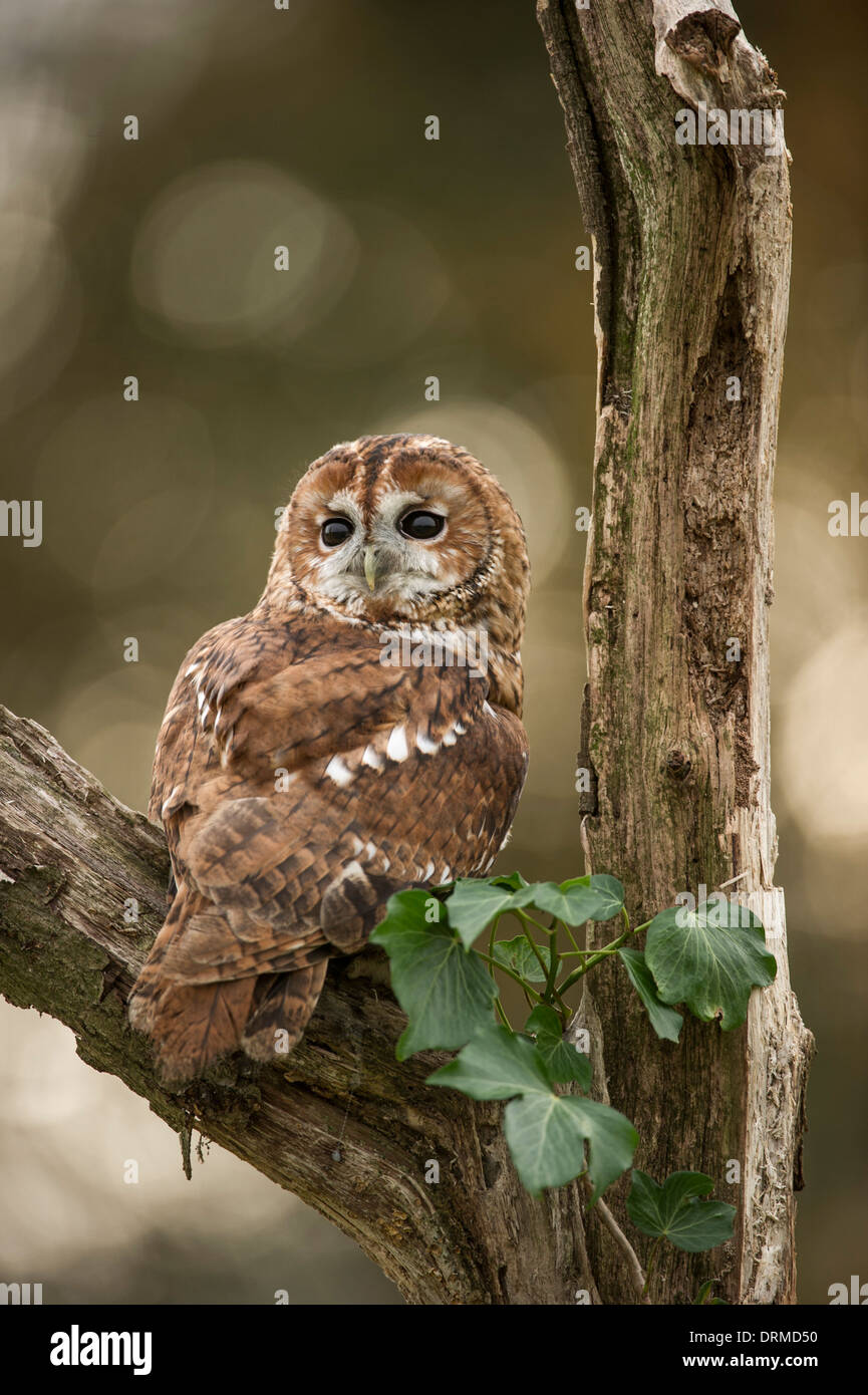 Owl in tree hi-res stock photography and images - Alamy