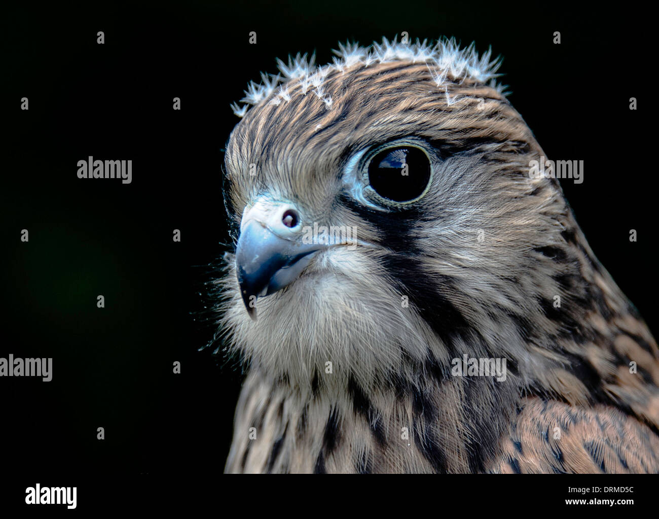 Young kestrel hi-res stock photography and images - Alamy