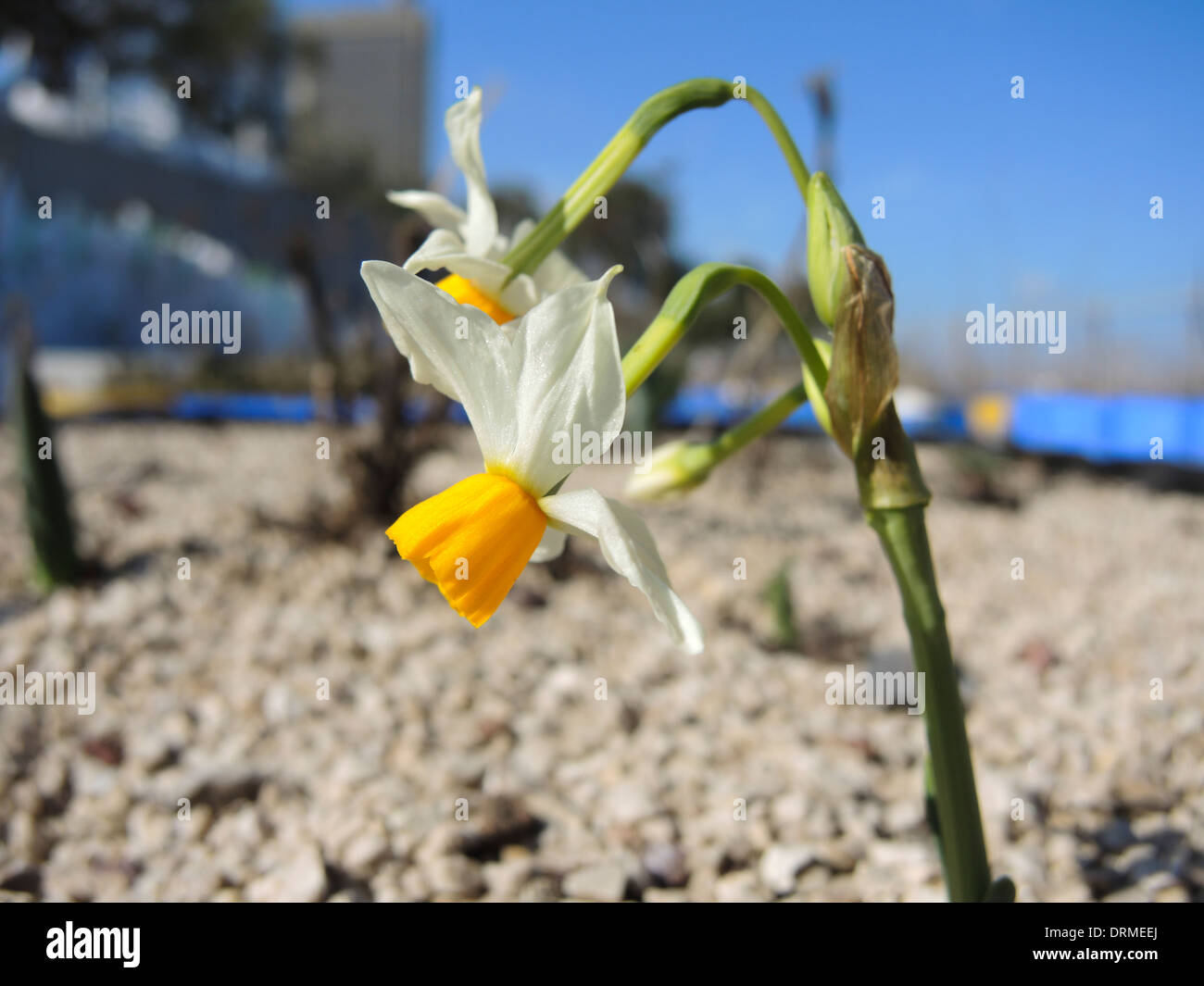 Common Daffodil (Narcissus tazetta) on a roof garden photographed in ...