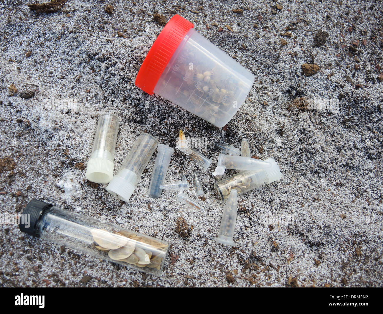Seeds in vials ready for planting Stock Photo - Alamy