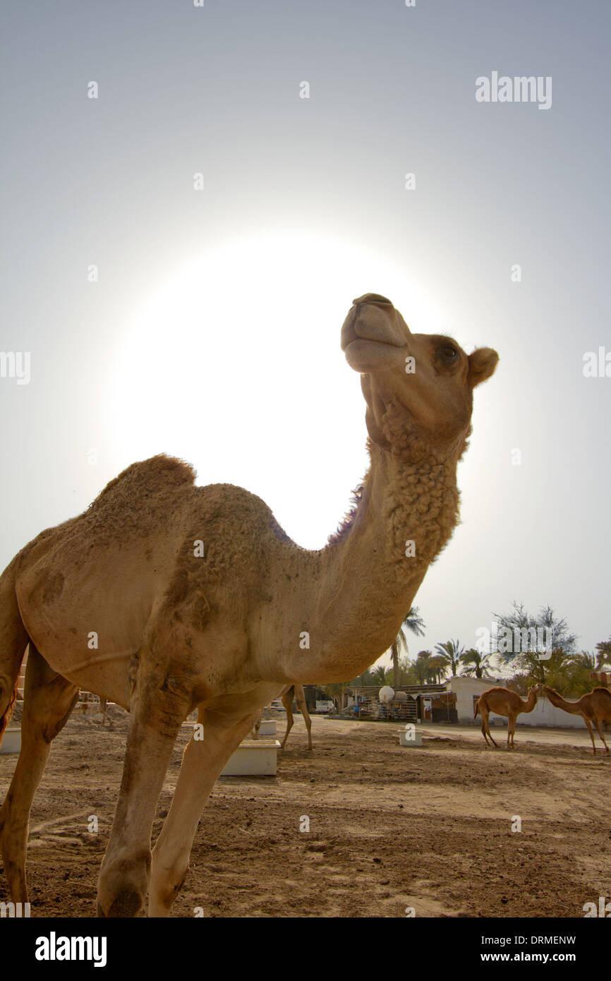 Camel farm bahrain hi-res stock photography and images - Alamy