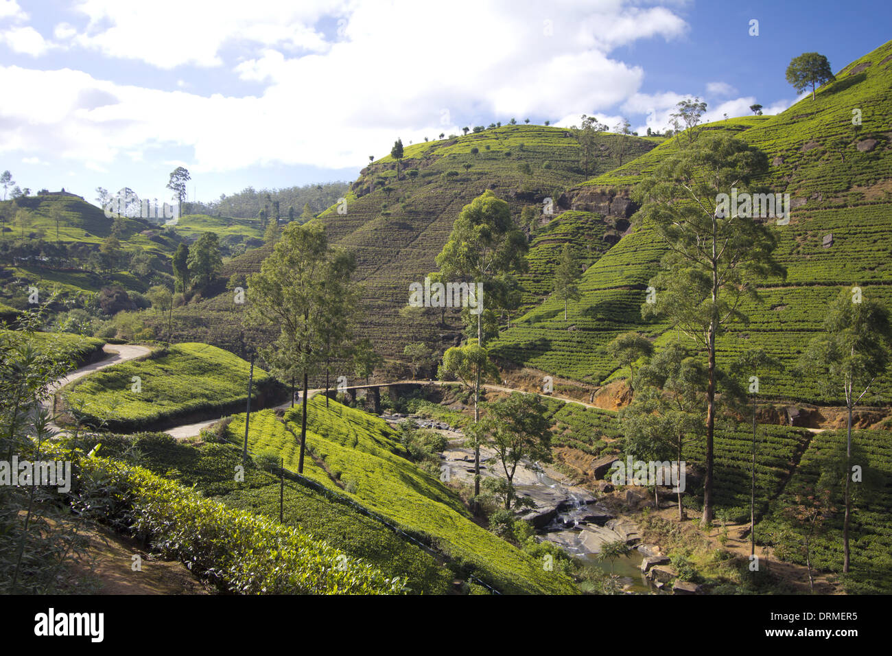 Sri Lanka tea garden mountains in nuwara eliya Stock Photo - Alamy