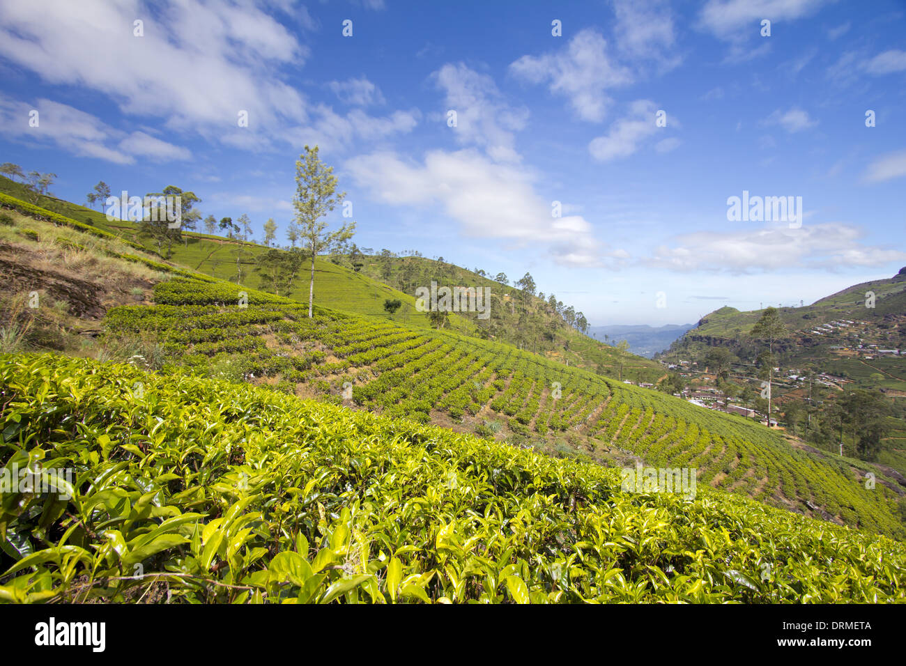 Sri Lanka tea garden mountains in nuwara eliya Stock Photo - Alamy