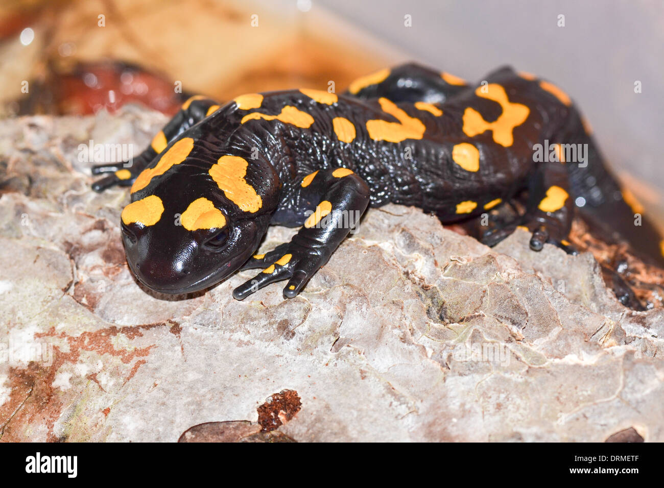 Fire Salamander (Salamandra salamandra) Close-up. Photographed in ...
