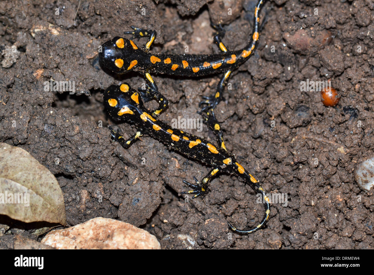 Juvenile Fire Salamander (Salamandra salamandra) Close-up. Photographed ...