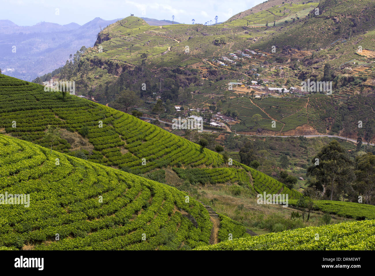 Sri Lanka tea garden mountains in nuwara eliya Stock Photo - Alamy