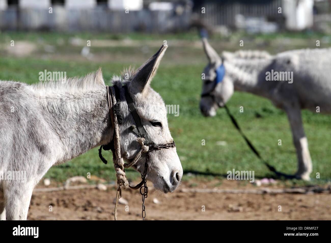 Gaza City, Gaza Strip, Palestinian Territory. 1st April, 2009. Donkeys ...