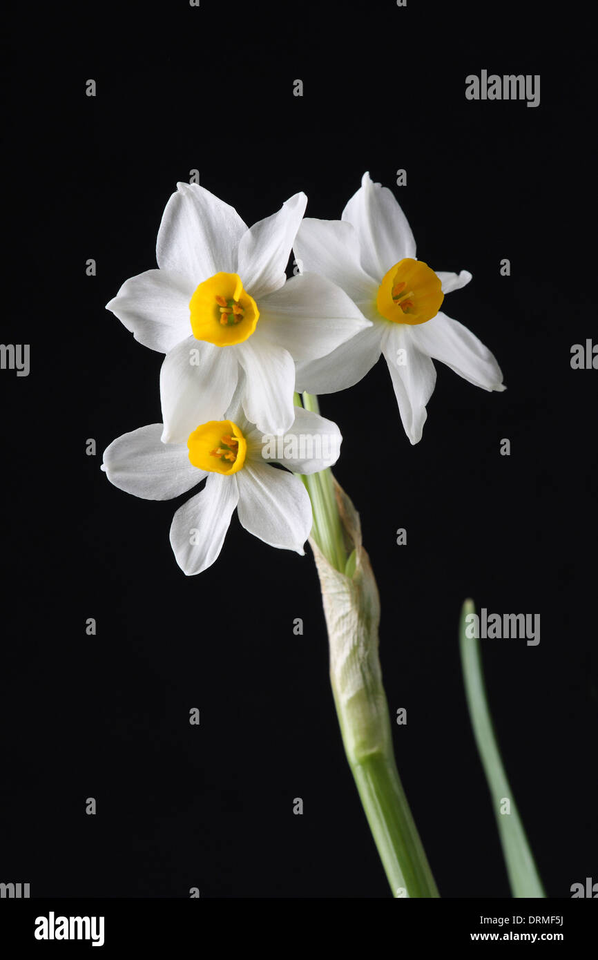 Daffodil detail hi-res stock photography and images - Alamy