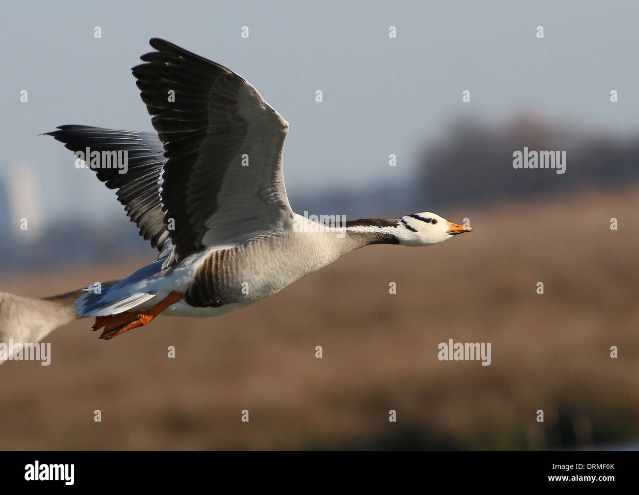 Bar-headed Goose (Anser Indicus) in flight Stock Photo - Alamy