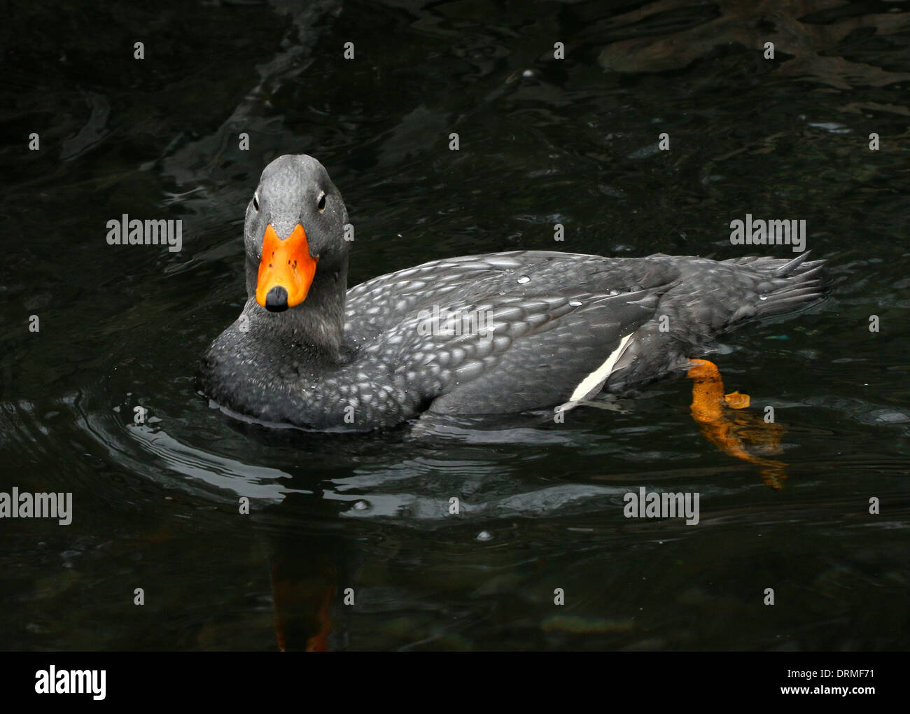 Swimming South American Fuegian Steamer Duck a.k.a. Magellanic ...