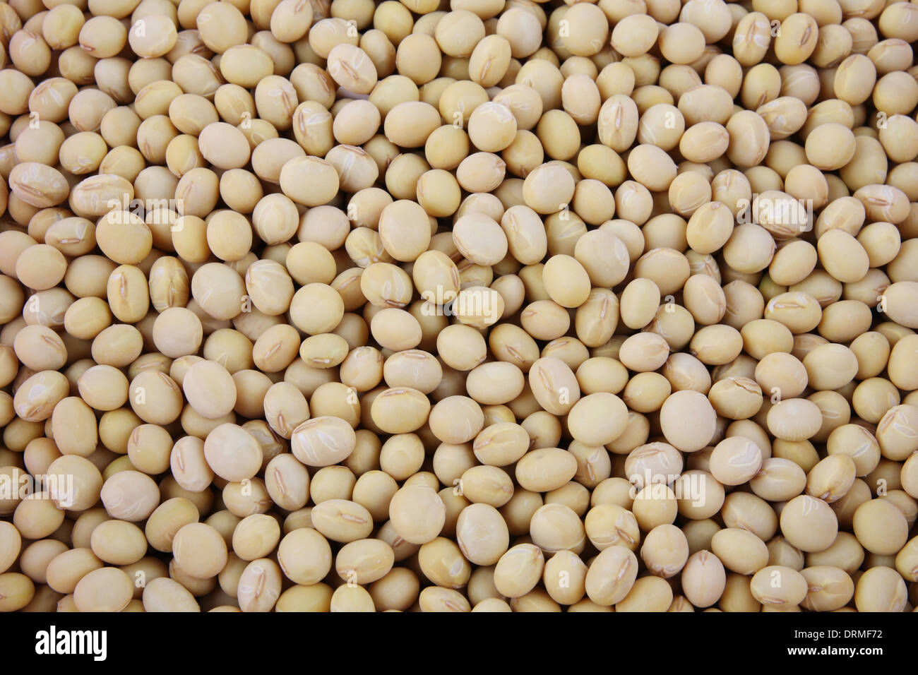 Soybeans hi-res stock photography and images - Alamy