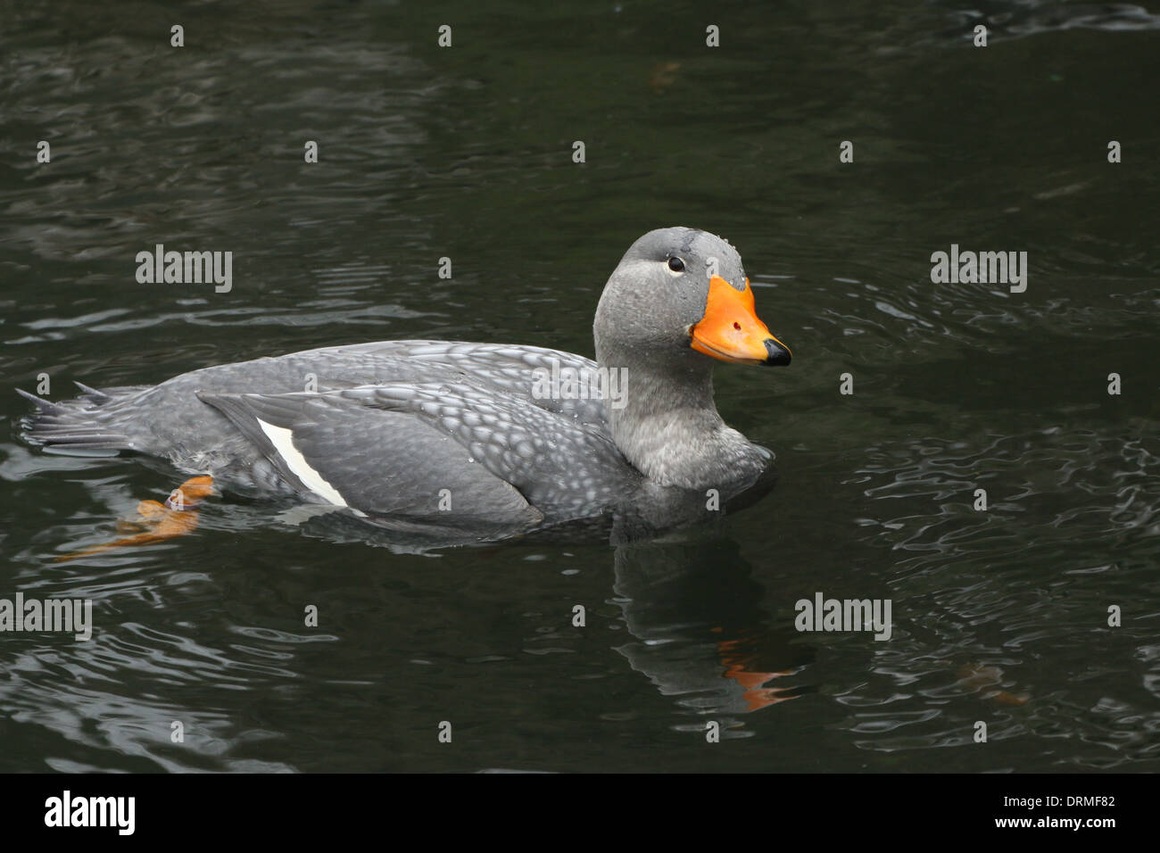 Fuegian steamer duck hi-res stock photography and images - Alamy