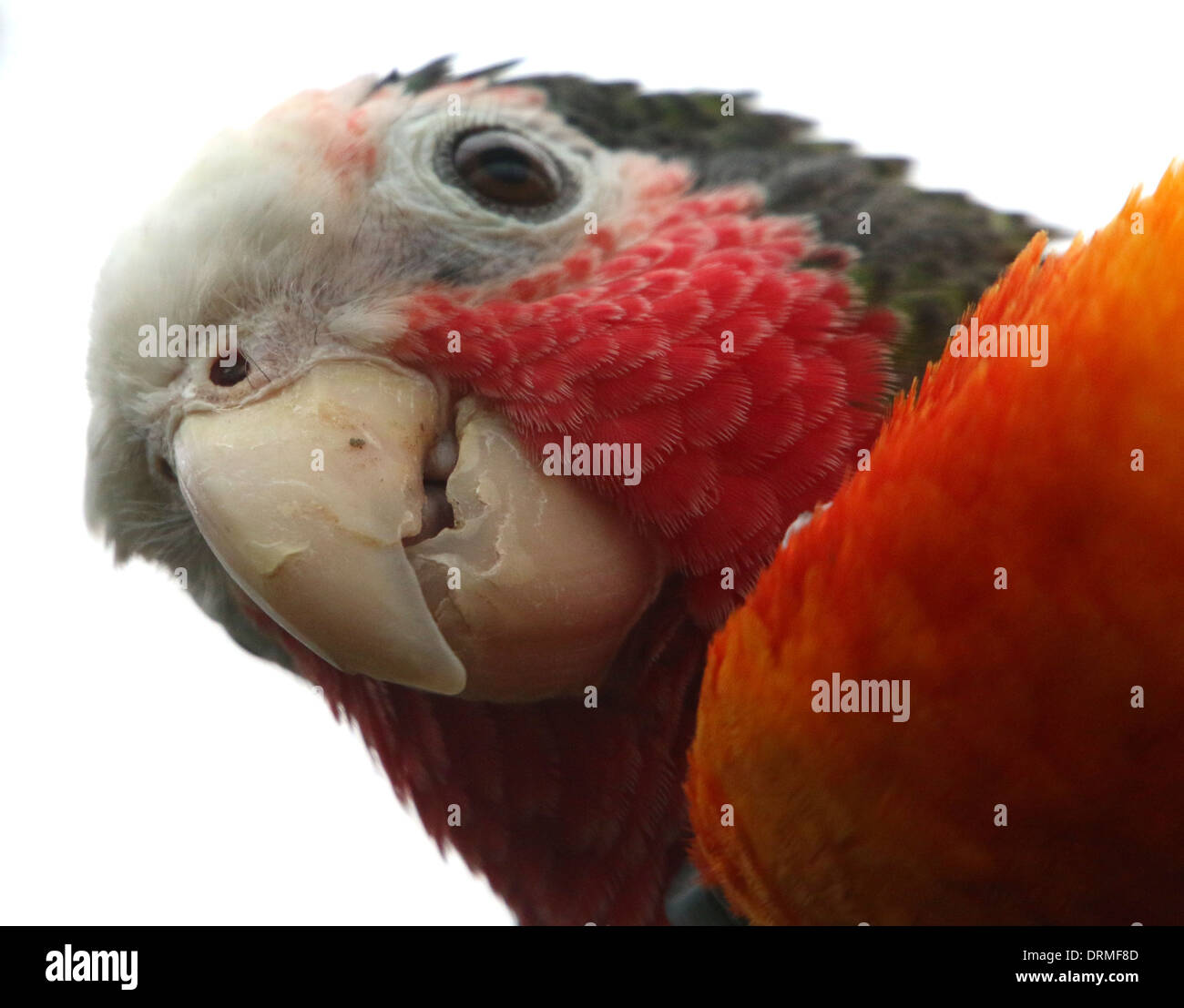 Cuban Amazon Parrot, aka Rose-throated Parrot, (Amazona leucocephala ...